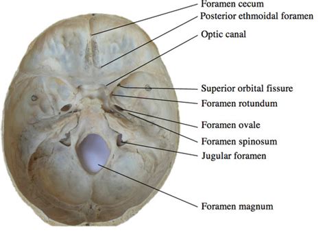 The Trigeminal Nerve And Review Of Anatomy Flashcards Quizlet