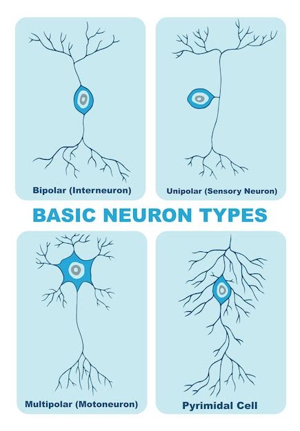 Premium Vector Illustration Of Basic Neuron Types