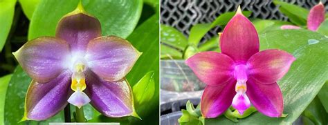 Phal Mituo Reflex Dragon Blue 2 X P Mituo Love M 2 Amm46