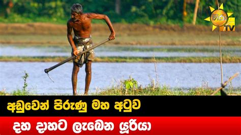 අඩුවෙන් පිරුණු මහ අටුව දහ දාහට ලැබෙන යූරියා Hiru News Youtube
