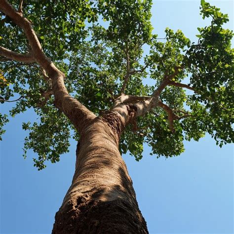 A Tree With A Large Branch That Says Quot Tree Quot On It Premium Ai Generated Image