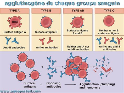 Agglutination Microscope At Samantha Atherton Blog