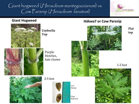 Ppt Giant Hogweed Heracleum Mantegazzianum Vs Cow Parsnip Heracleum Lanatum Powerpoint