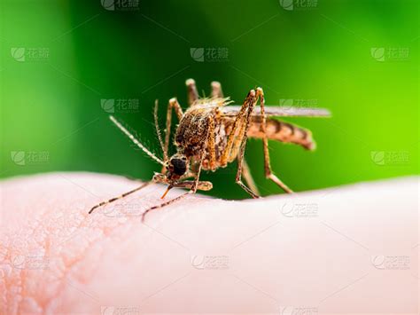 脑炎黄热病疟疾或寨卡病毒感染的库蚊寄生虫昆虫宏观绿色背景