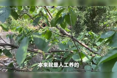 朋友送了一只小鸟刚回来就跑了 小鸟 朋友