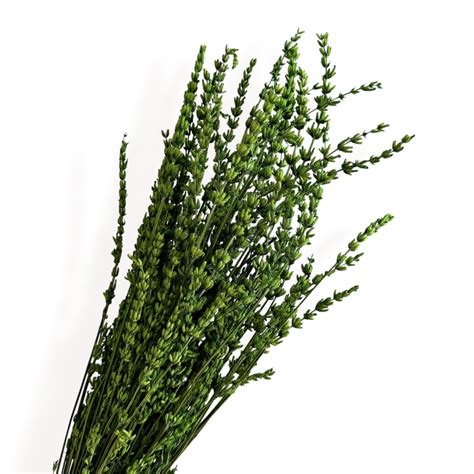 Decorative Dried Greenery Stems For Home Decoration And Floral
