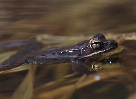 L Sylvaticus In H20 4 K Briggs Vermont Reptile And Amphibian Atlas