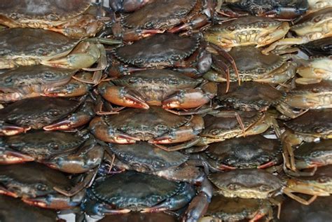 Mud Crab Soft Shell Farming And Production System Soft Shell Crab Supplier Soft Shell Crab