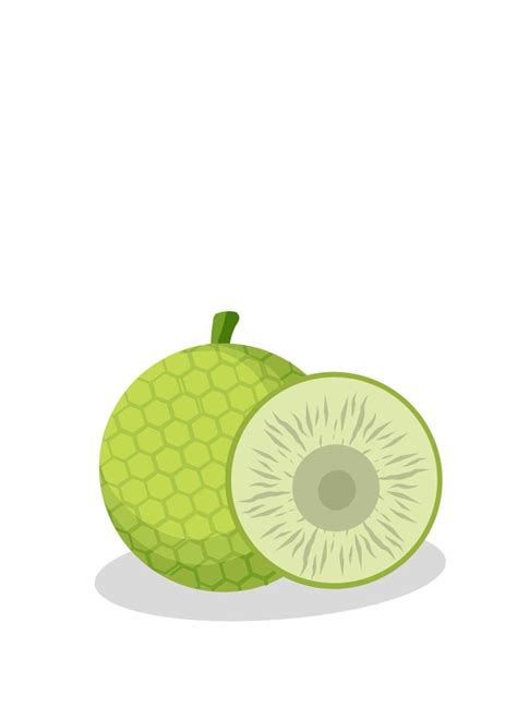 Breadfruit Vector Art Icons And Graphics For Free Download