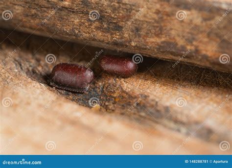 Two Cockroach Egg Lay On Warm And Humid Wooden Tiny Cracks Brown