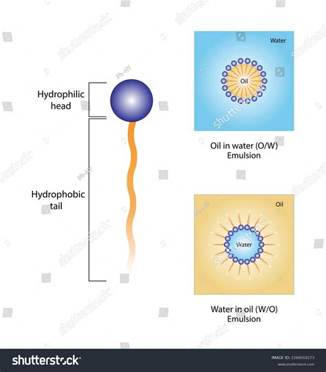Emulsifier Types Structure Emulsion Oil Water Stock Vector Royalty