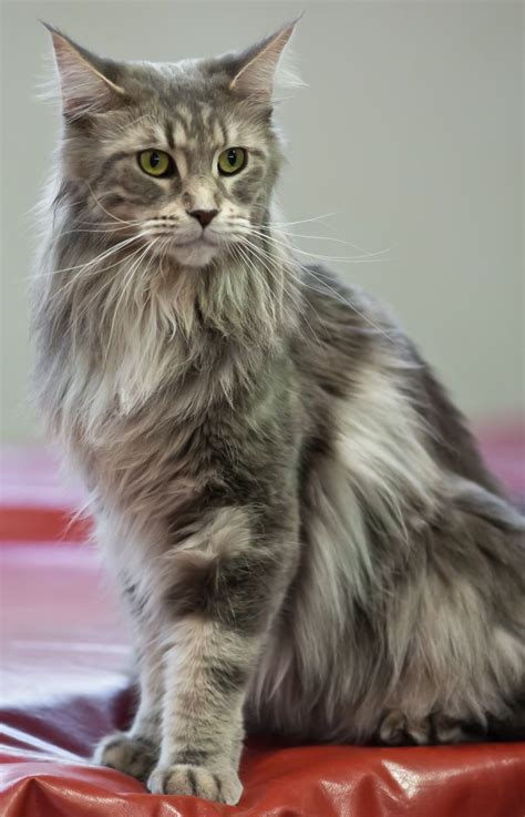 Ticked Tabby With Residual Classic Markings Lomilogs