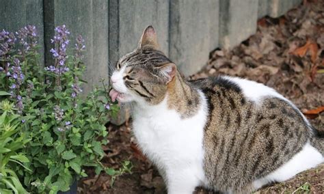 Can Cats Eat Catnip 3 Things To Know Before Feeding A Z Animals