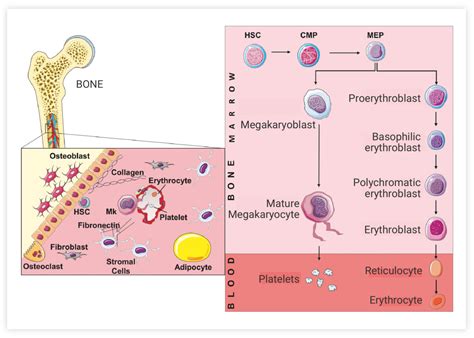 干细胞的定义、特性、各个分类及其应用范围 生物器材网