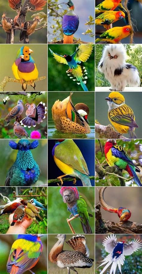 Pin By Tana Tim On Beautiful Birds Birds Photography Art Bird
