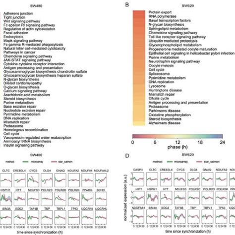 concatenation of samples from circadian microarray and rna seq datasets
