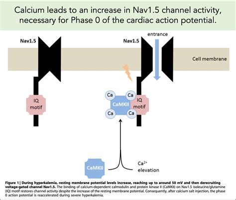 Tony Breu On Twitter 117 How Does Calcium Stabilize The Cardiac