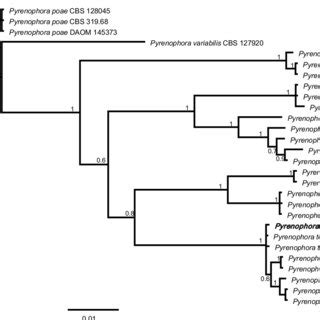 The Phylogeny Was Constructed By Bayesian Inference Using MrBayes