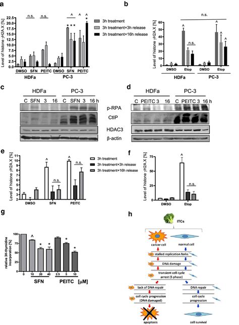 Dna Repair Is More Efficient In Normal Than Cancer Cells Hdfa And Pc