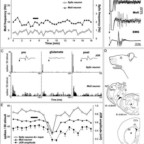 Histological Reconstruction Of The Recording Sites Within The Spinal