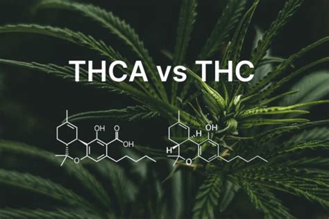 Thca Distillate A Guide To Cannabis Extraction And Distillation Process