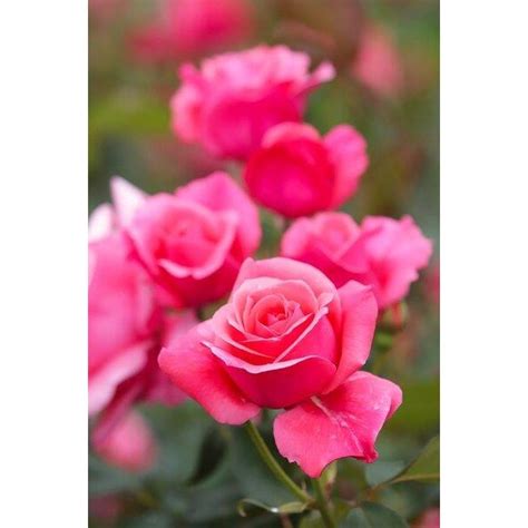 Cheryl Thomas Obituary 1949 2021 Legacy Remembers