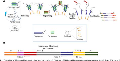 Figure 1 From Ultralow Input Single Tube Linked Read Library Method Enables Short Read Second