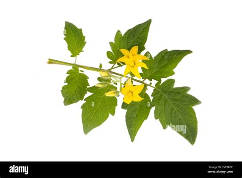 Tomato Leaf Isolated Tomato Leaves With Flower On White Background