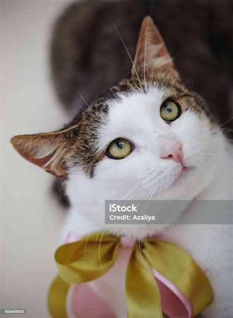 위에서 촬영 한 활이 있는 흰색과 줄무늬 고양이의 초상화 가르랑거림에 대한 스톡 사진 및 기타 이미지 가르랑거림 가축 갈고리 발톱 Istock