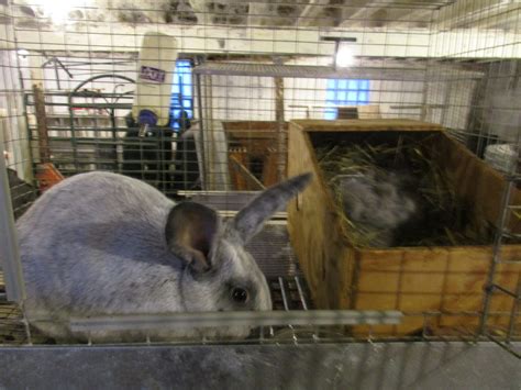 Rabbit Nest Box Info BHA Rabbitry