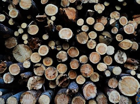 목재 나무 줄기 배경 Pixabay의 무료 사진