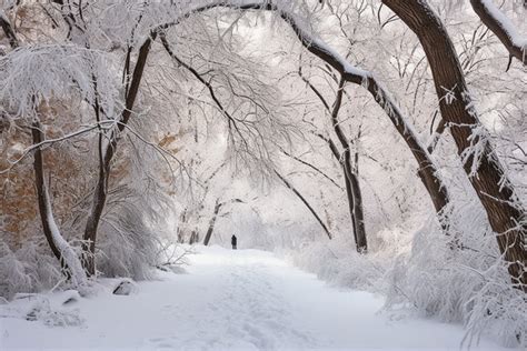 눈 덮인 길을 걷는 남자 강원도 겨울 나무 배경 일러스트 및 사진 무료 다운로드 Pngtree