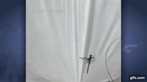 The Matrix Insects And You Insect Inspired Robotics