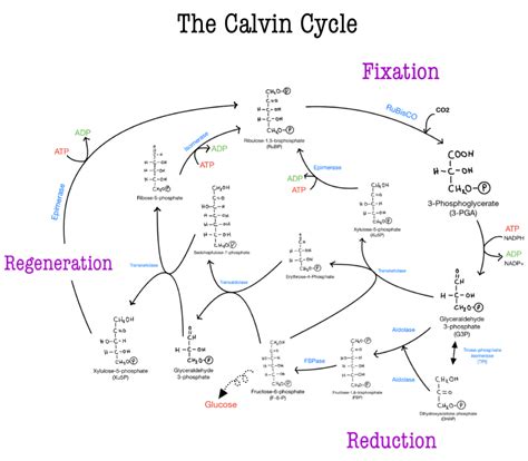The Calvin Cycle Chemtalk