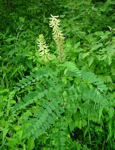 Growing Astragalus How To Grow Astragalus Balcony Garden Web