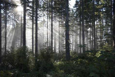 How Much Oxygen Does A Tree Produce What You Need To Know