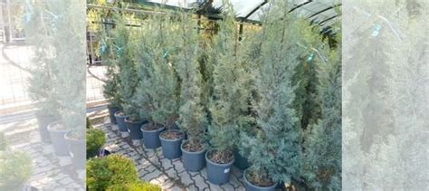 Кипарис аризонский Фастигиата 352404вр купить в Геленджике | Товары для ...