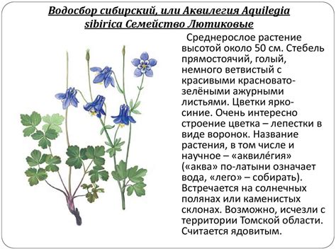 Растения Томской области занесенные в Красную книгу презентация онлайн