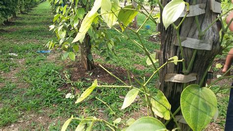 ជ ជីសរីរាង្គធម្មជាតិ សញ្ញាក្របីក្រហម ក្រុមហ៊ុន លី ប៉ោជូ