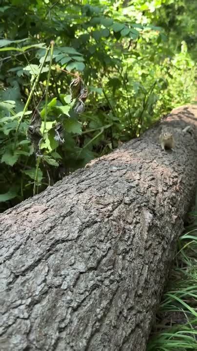 Fakiha Arshad On Linkedin Humanity Wildlifeenthusiasts