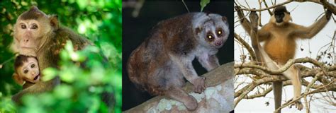 Types Of Monkeys Found In Vietnam Nature Blog Network