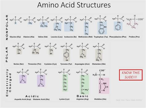 Amino Acids Diagram Quizlet