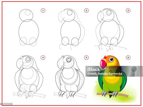 페이지는 귀여운 작은 녹색 앵무새를 단계별로 그리는 법을 배우는 방법을 보여줍니다 아이들의 그림 그리기와 색칠 기술 개발 어린이 학교 연습장을 위한 인쇄 가능한 워크시트
