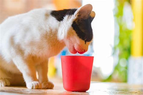 Hookworm Infection From Sharing Cups With Cats Favor Pet