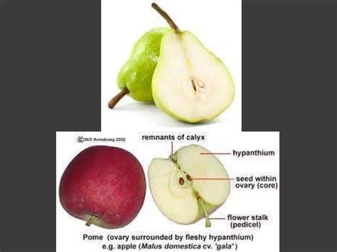 Classification Fruit Pptpptx