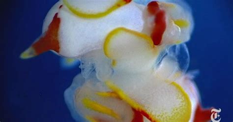 Sea Slugs Have Strange Sex