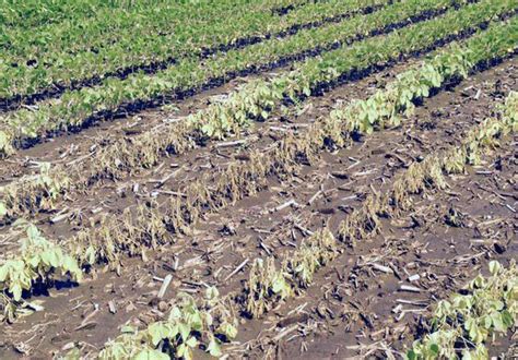Disease Management I Hope You Dont Smell Soybean Root Rot In Your Field Field Advisor