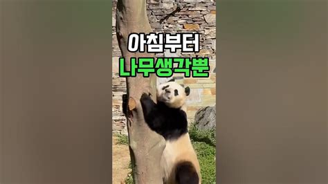 푸바오는 아침부터 나무생각뿐 Youtube