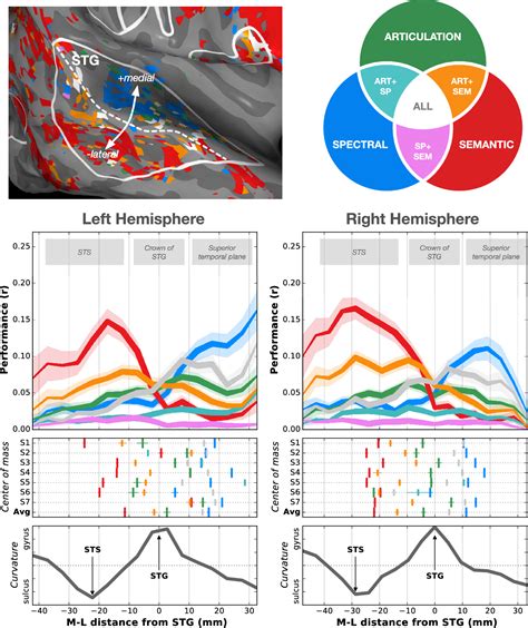 Figure 1 From The Hierarchical Cortical Organization Of Human Speech Processing Semantic Scholar