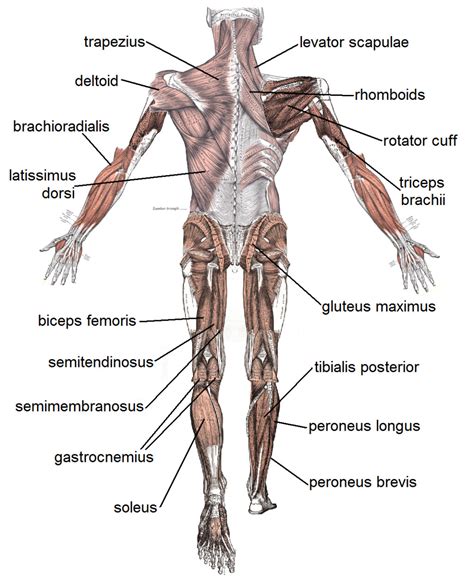 Human Body Muscles Diagram Labeled